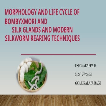 Life cycle of silkworm | PPTX