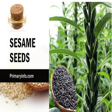 Sesame seeds | PDF