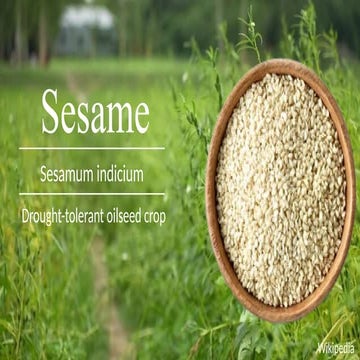 Sesame Presentation all about it contains all information about it | PPT