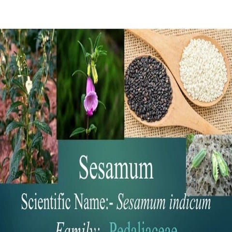 detail of sesamum crop with agronomic practices | PPTX | Agriculture | Industries