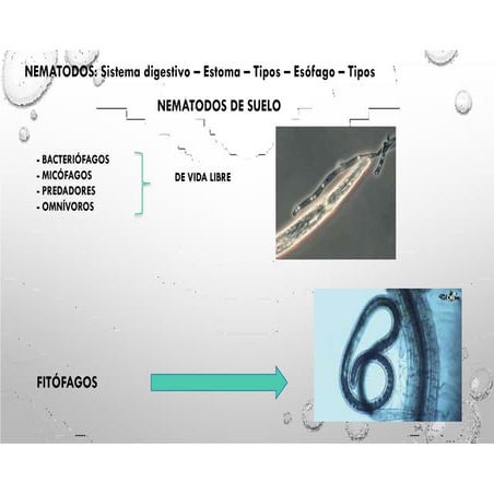 SesionN05Sistemadigestivodelosnematodos (1).pdf