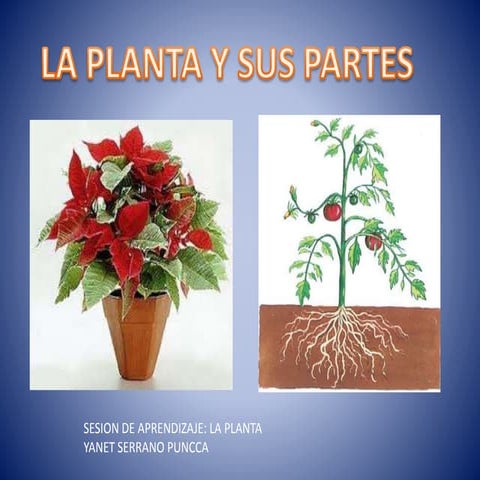 Sesion planta | PPTX