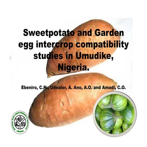 Sess06 1 sweetpotato and garden egg intercrop compatibility studies in ...
