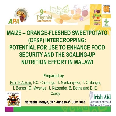 Sess06 2 maize orange fleshed sweetpotato (ofsp) intercropping- potential for use to enhance ...