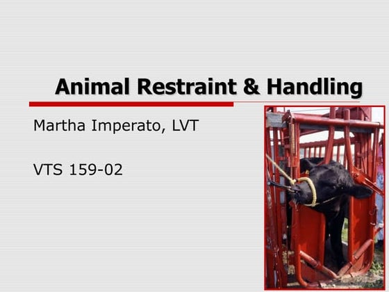 Animal handling & Restrain | PPTX
