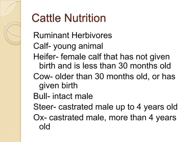 Cattle Nutrition | PPTX
