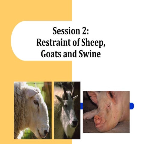 Boundaries of flank and paralumbar fossa | PPTX