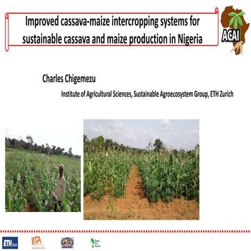 Session 4 improved cassava maize intercropping systems for sustainable cassava and maize ...