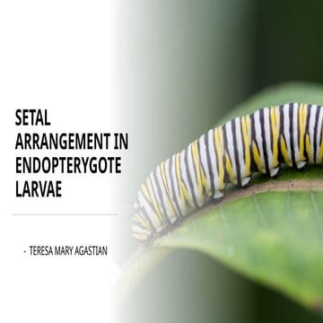 Setal arrangement in endopterygote larva | PPTX