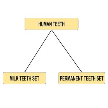 Set Teeth.pptx