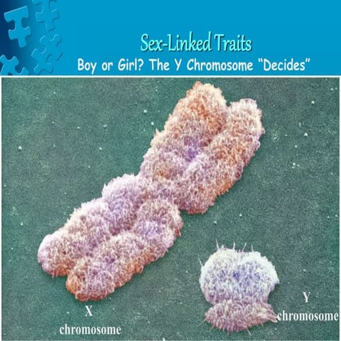 Sex Linkedtraits 120209093955 Phpapp02pptx 6965