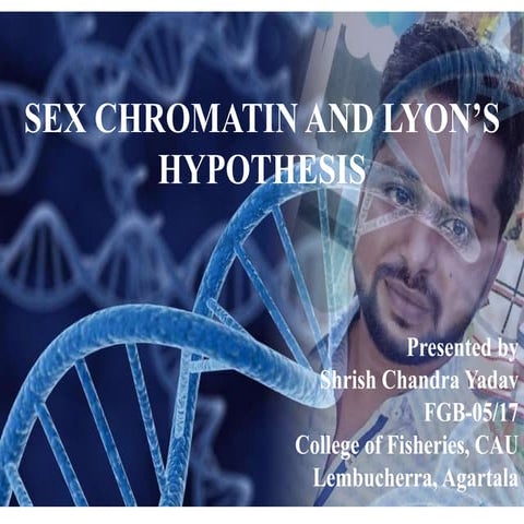 Sex Chromatin And Lyons Hypothesis And Bar Body Pptx