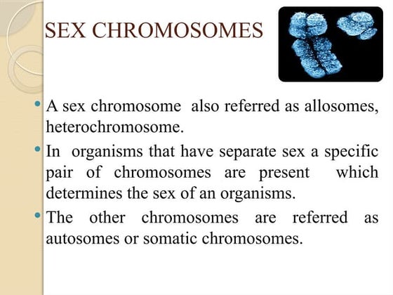 Sex determination - chromosomal theory of sex determination. | PPTX ...