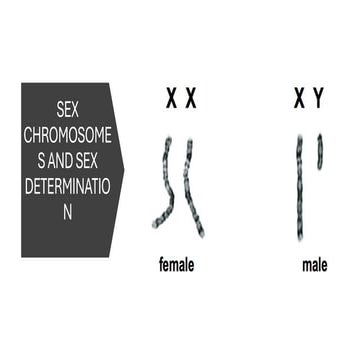 SEX CHROMOSOMES AND SEX DETERMINATION.pptx