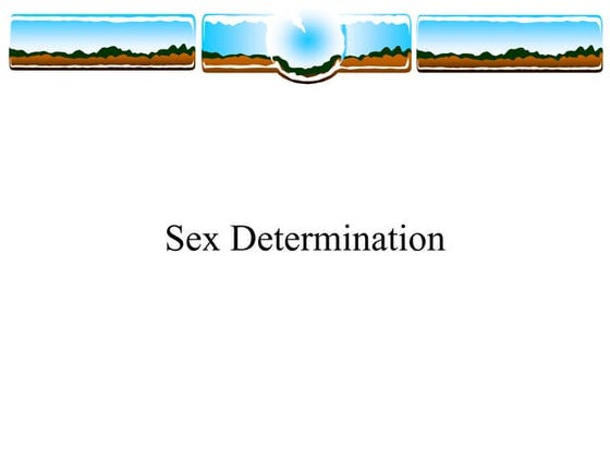 Sex Determination In Humans Ppt