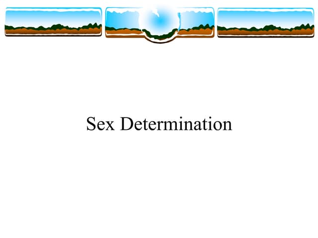 Sex Determination Chromosomal Theory Of Sex Determination Pptx