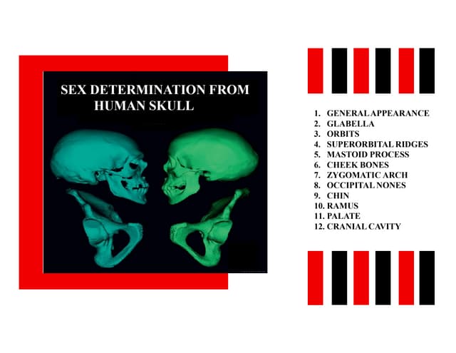 Sex Determination From Skull Ppt