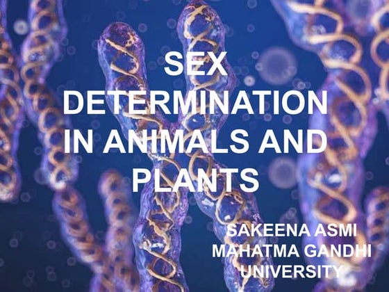 Sex Determination Chromosomal Theory Of Sex Determination Pptx Reproductive Health