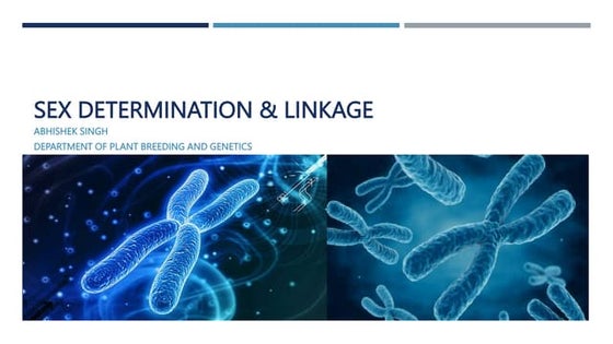 Sex Determination In Drosophila And Human Ppt
