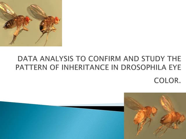 Fruit Fly Genetics lab report | DOCX
