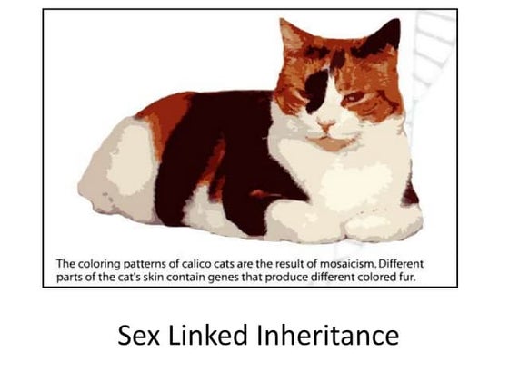 Sex Linked Inheritance Pdf