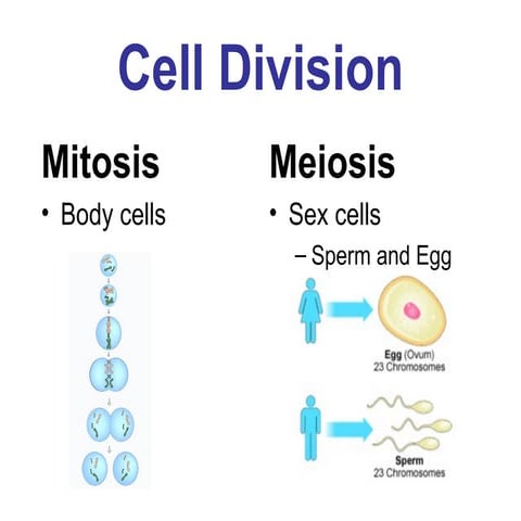 Sexual and Meiosis.pptSexual and Meiosis.ppt