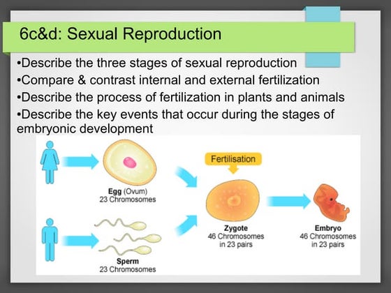 Powerpoint human reproduction | PPT