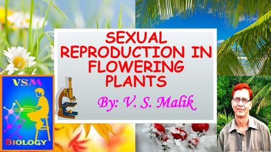 Sexual Reproduction In Flowering Plants | PPTX