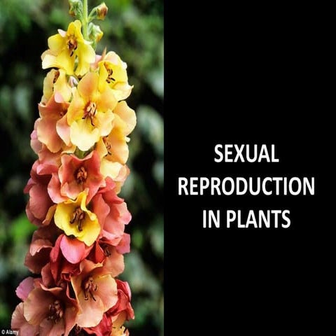 Sexual reproduction in plants | PPTX