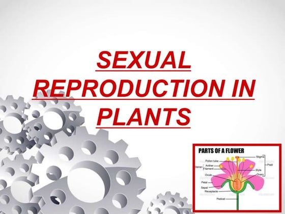 Sexual Reproduction in Flowering Plants (Part I) | PPT