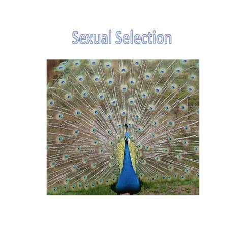 Sexual Selection | PPTX | Genetics | Science