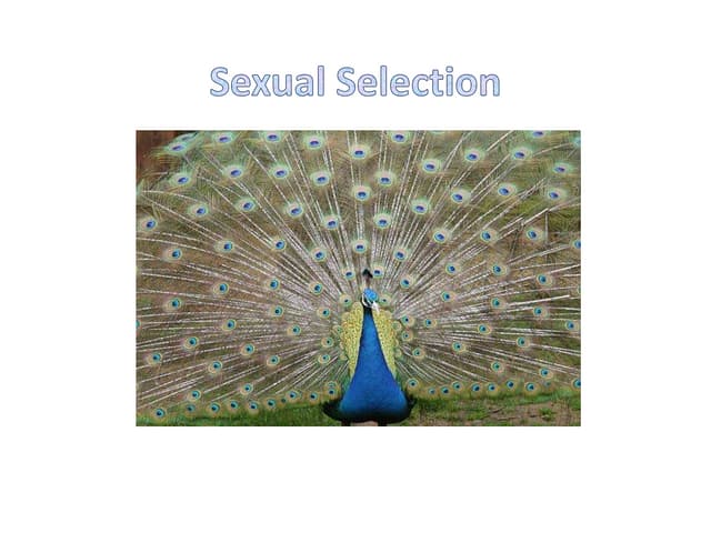 Animal Behaviour – SEXUAL SELECTION IN ANIMALS | PPTX