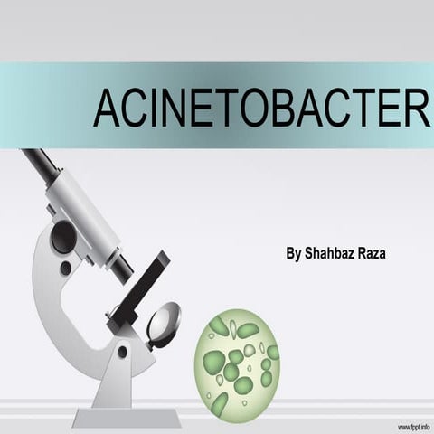 Acinetobacter | PPT