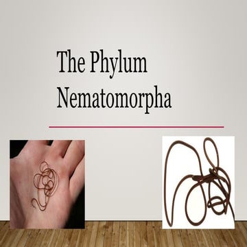 PHYLUM NEMATOMORPHA | PPT