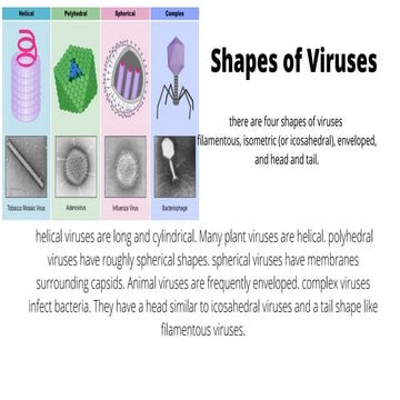 shapes of viruses.pdf