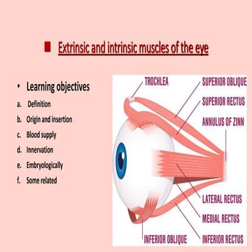 Extraocular muscles.pptx
