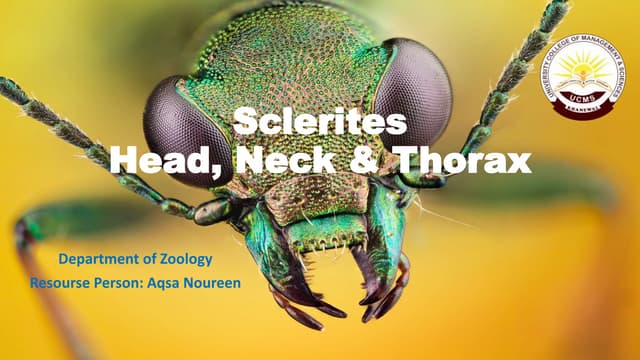 Insect thorax and abdomen | PPTX