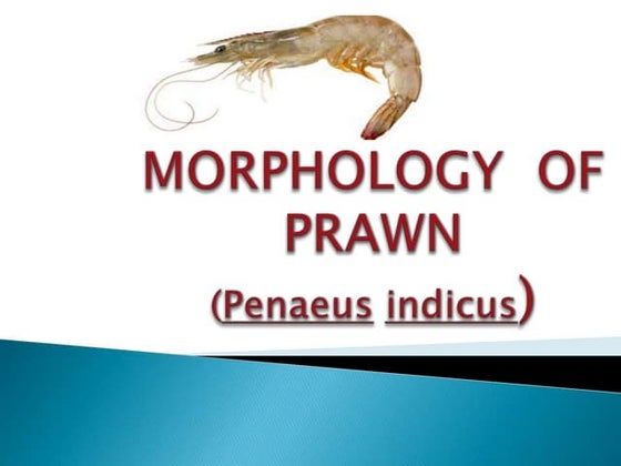 Fish classification | PPT