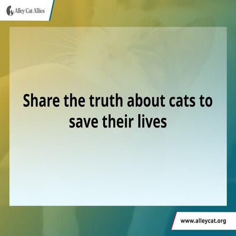 Microchips: a cat's ticket home - Alley Cat Allies | PPTX