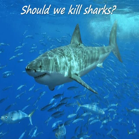 Shark Attack Information | PPTX