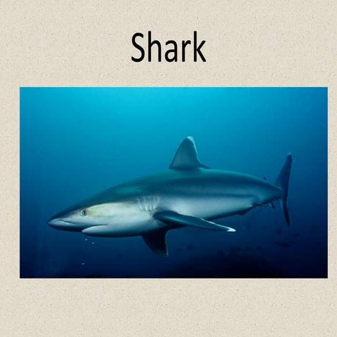 Shark Presentation | PPTX
