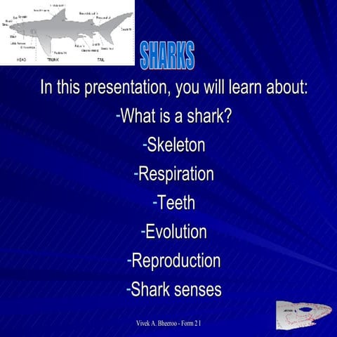 Shark Presentation | PPT