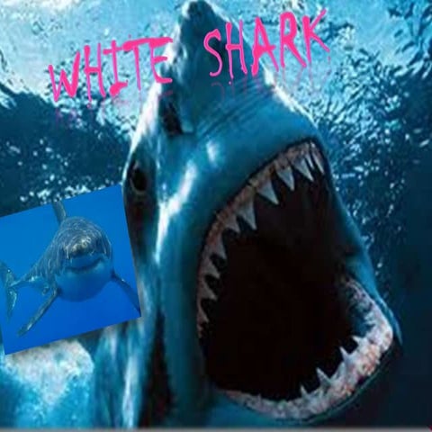 Shark attack (1) | PPT