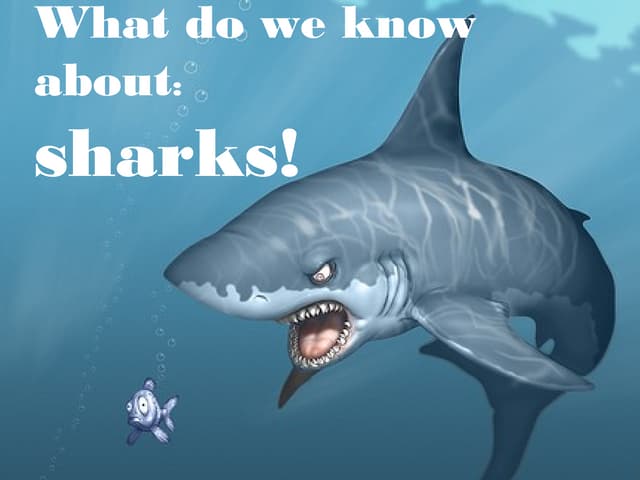 Sharks power point | PPT