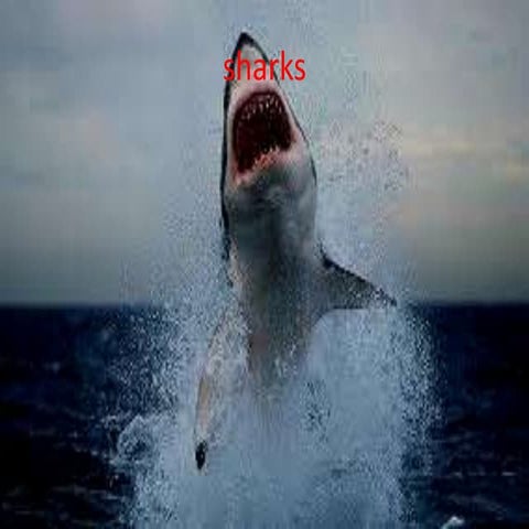 British Wildlife Photography Awards 2015: The Winners