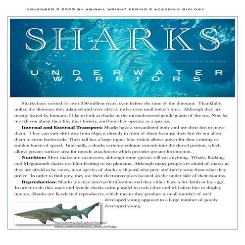 Sharks powerpoint | PPT