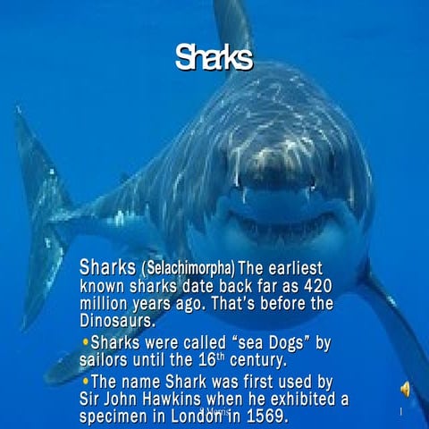 Shark’s power point final | PPT