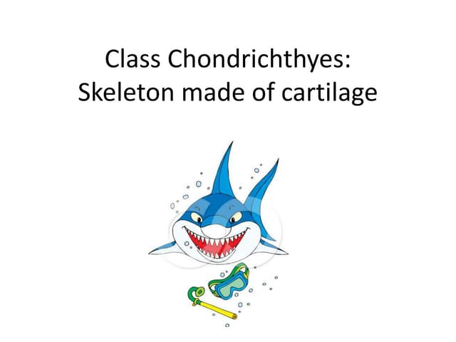 Chondrichthyes | PPT