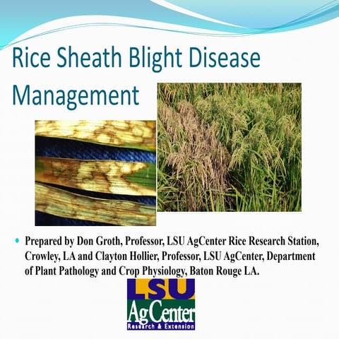 SheathBlightManagement in paddy sustainability.pdf