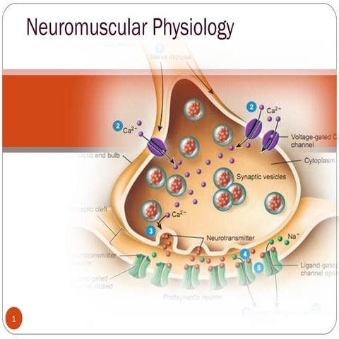 Neuromuscular junction | PPT
